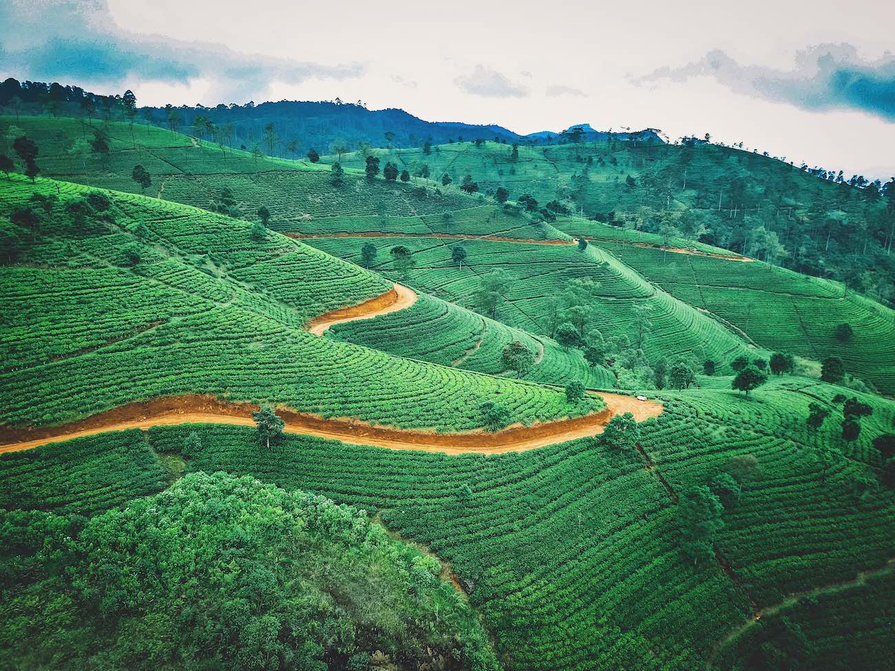 Teasenz — Sri Lanka Tea History: Discover Ceylon Tea Culture...